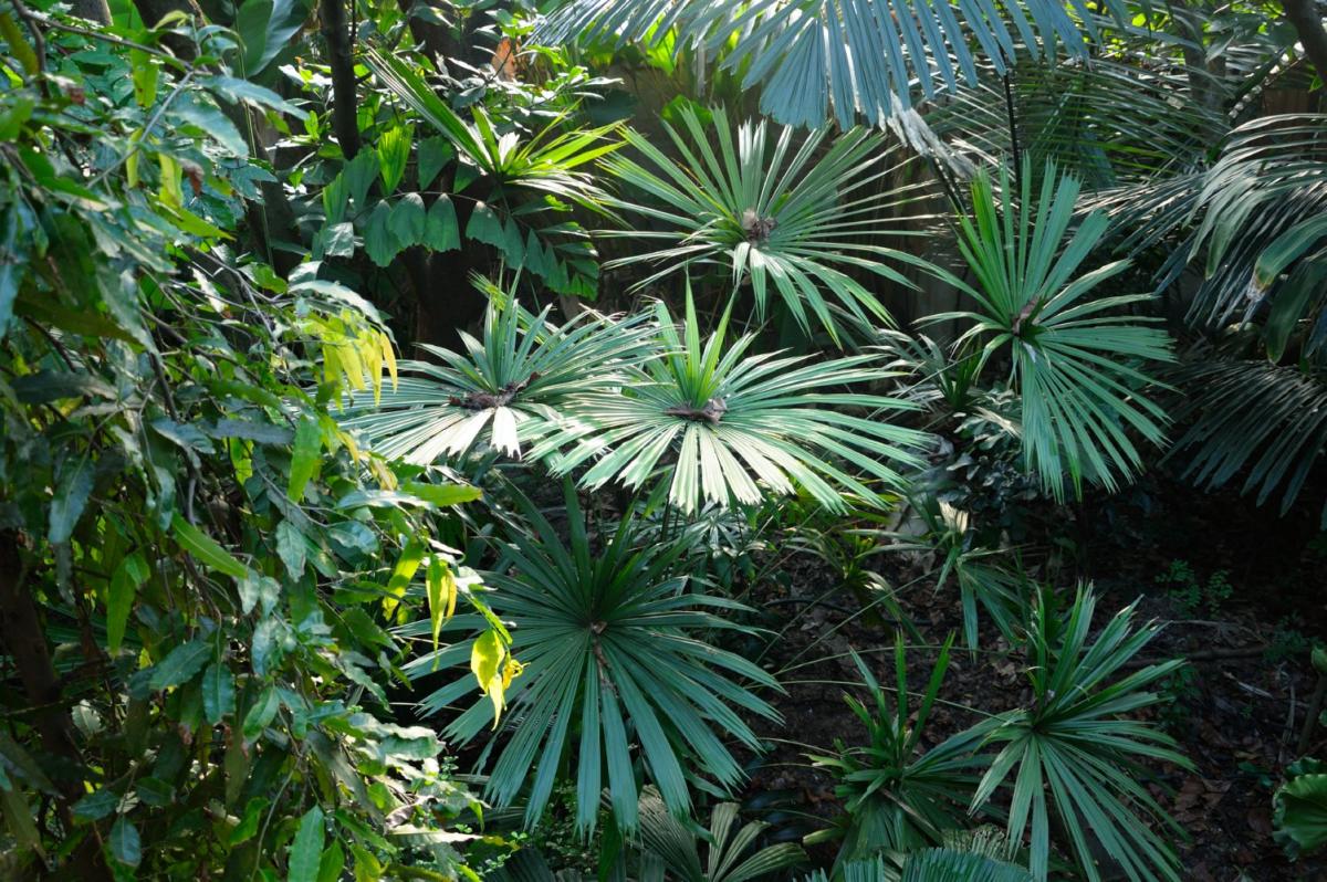 Need more help with Licuala species - DISCUSSING PALM TREES WORLDWIDE ...