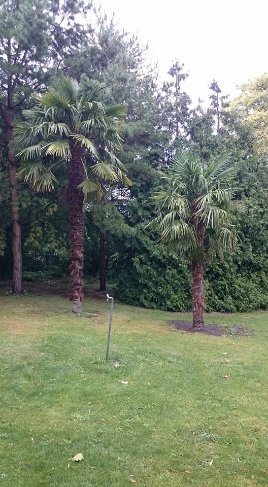 report from Sweden - DISCUSSING PALM TREES WORLDWIDE - PalmTalk
