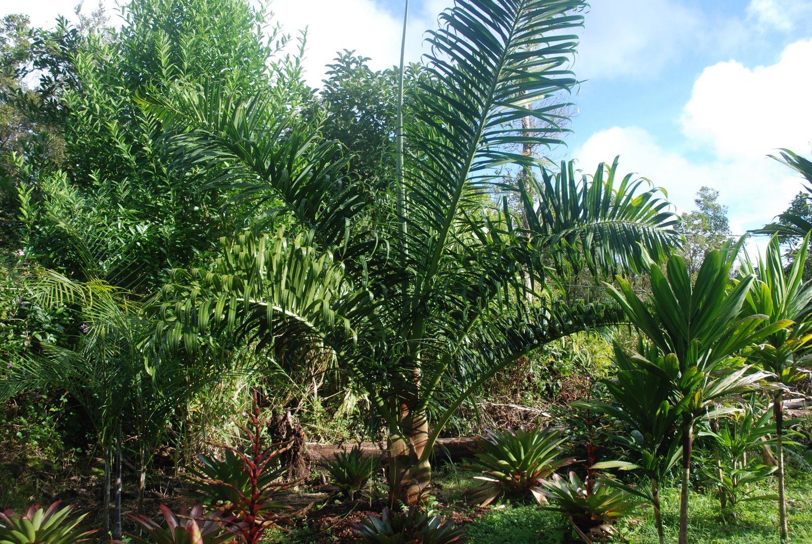 What is your prized Palm in your garden? - DISCUSSING PALM TREES ...