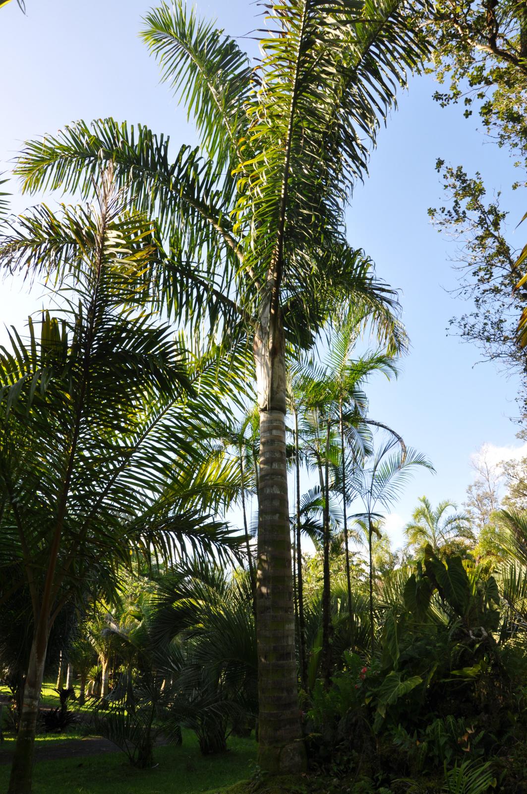 Karolyn's garden in Leilani Estates - DISCUSSING PALM TREES WORLDWIDE ...