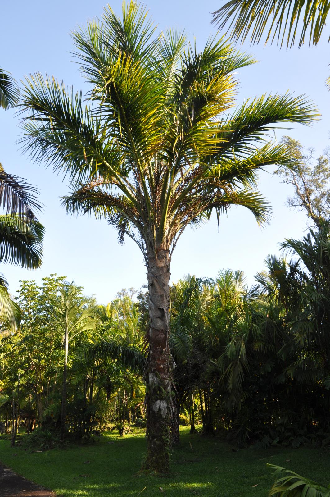 Karolyn's garden in Leilani Estates - DISCUSSING PALM TREES WORLDWIDE ...