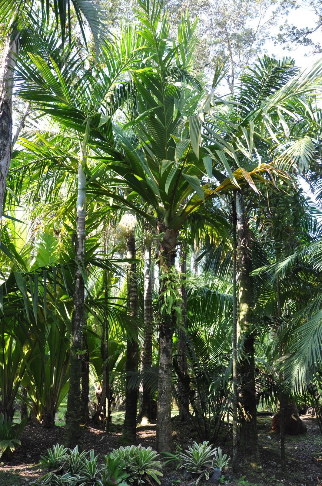 Karolyn's garden in Leilani Estates - DISCUSSING PALM TREES WORLDWIDE ...