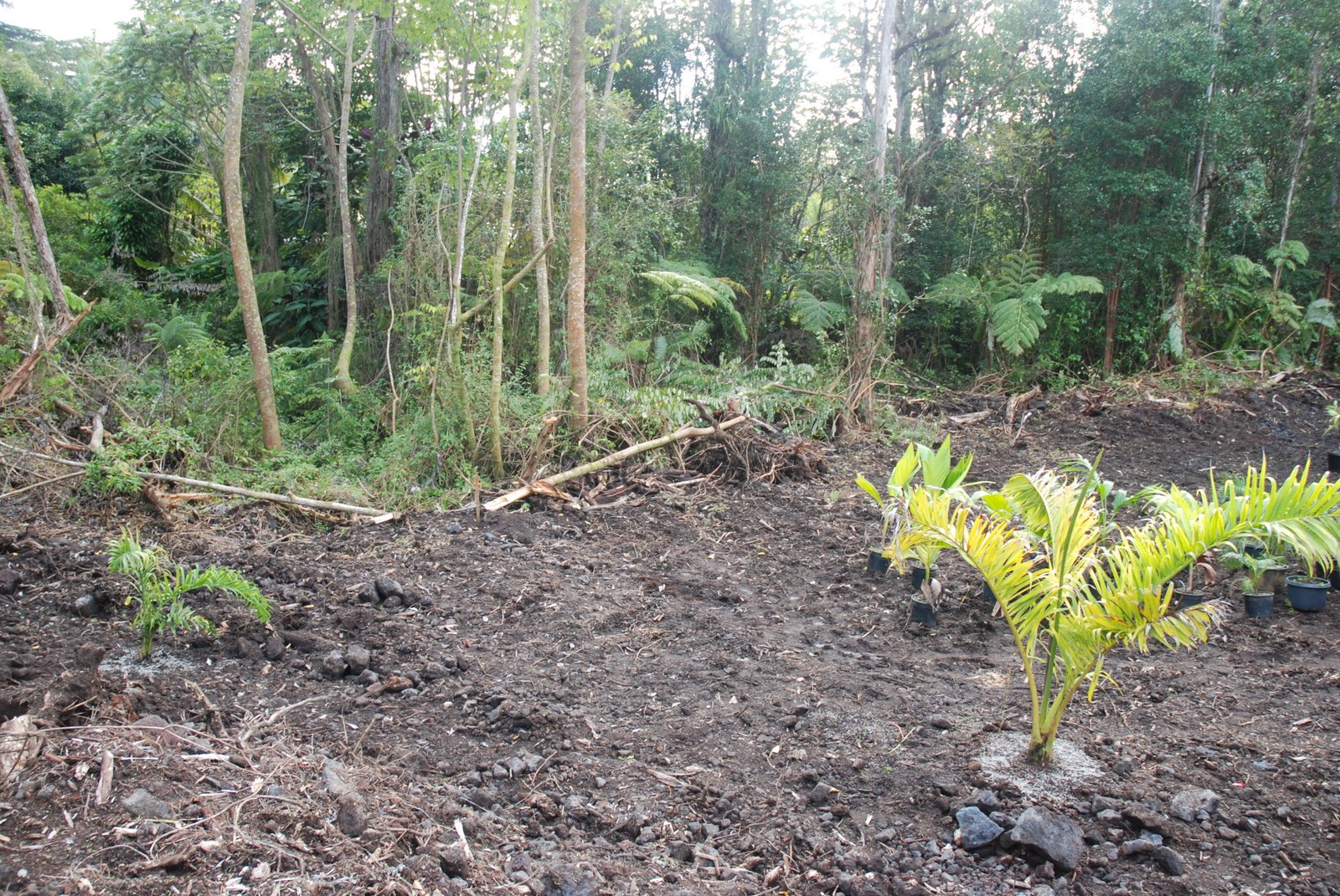 My new garden in Leilani Estates - DISCUSSING PALM TREES WORLDWIDE ...
