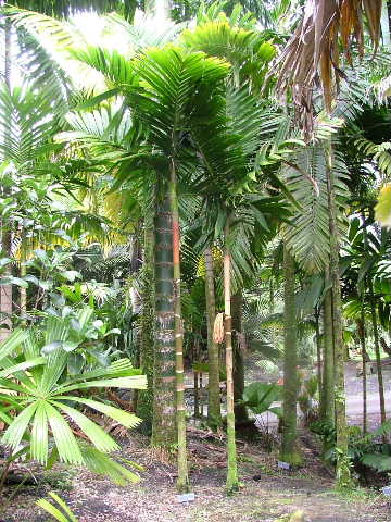 areca macrocalyx? - DISCUSSING PALM TREES WORLDWIDE - PalmTalk