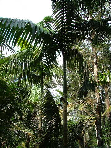 Wettinia augusta - DISCUSSING PALM TREES WORLDWIDE - PalmTalk