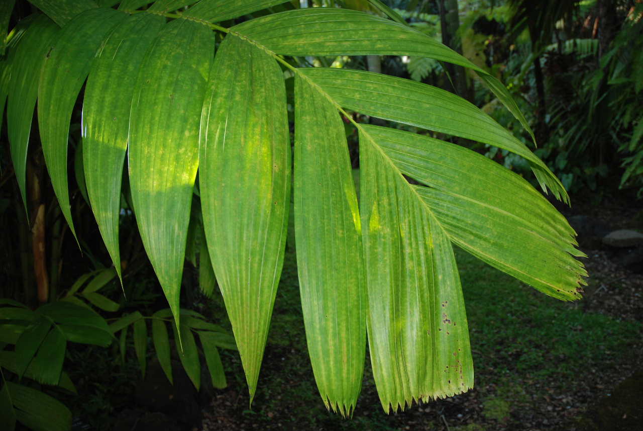 Pink New Leaf on Pinanga coronata - DISCUSSING PALM TREES WORLDWIDE ...