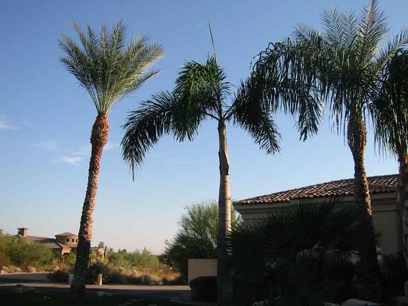 Strange looking palms, what are they? - DISCUSSING PALM TREES WORLDWIDE ...