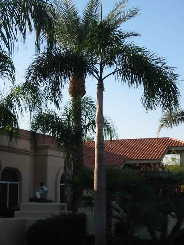 Strange looking palms, what are they? - DISCUSSING PALM TREES WORLDWIDE ...