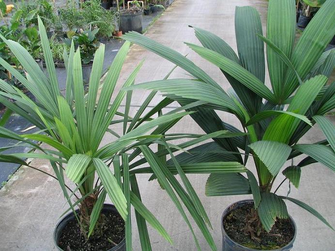 Licuala's Grown in Cultivation - DISCUSSING PALM TREES WORLDWIDE - PalmTalk