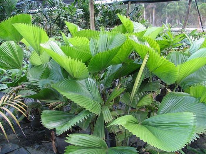 Licuala's Grown in Cultivation - DISCUSSING PALM TREES WORLDWIDE - PalmTalk