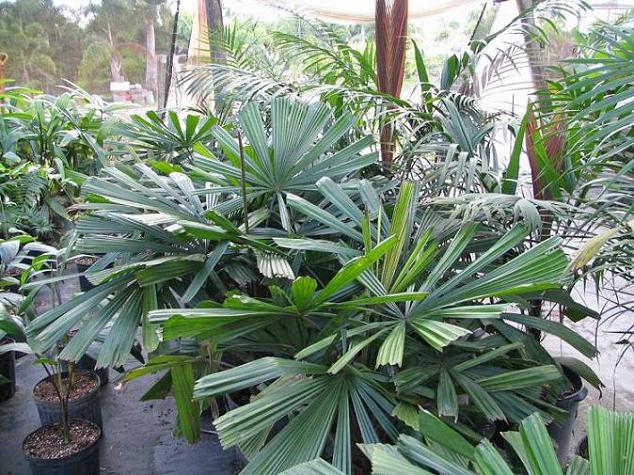 Licuala's Grown in Cultivation - DISCUSSING PALM TREES WORLDWIDE - PalmTalk