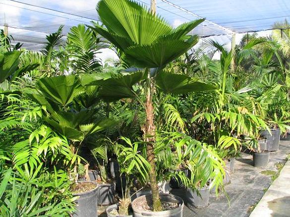 Licuala's Grown in Cultivation - DISCUSSING PALM TREES WORLDWIDE - PalmTalk