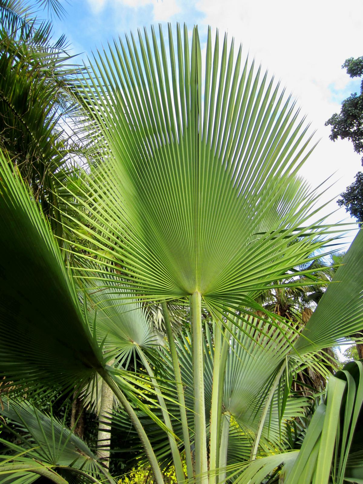 Copernicia x vespertilionum (C. gigas x C. rigida) - DISCUSSING PALM ...