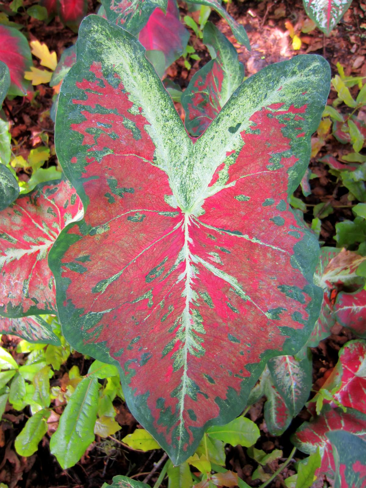 new Caladium varieties - TROPICAL LOOKING PLANTS - Other Than Palms ...