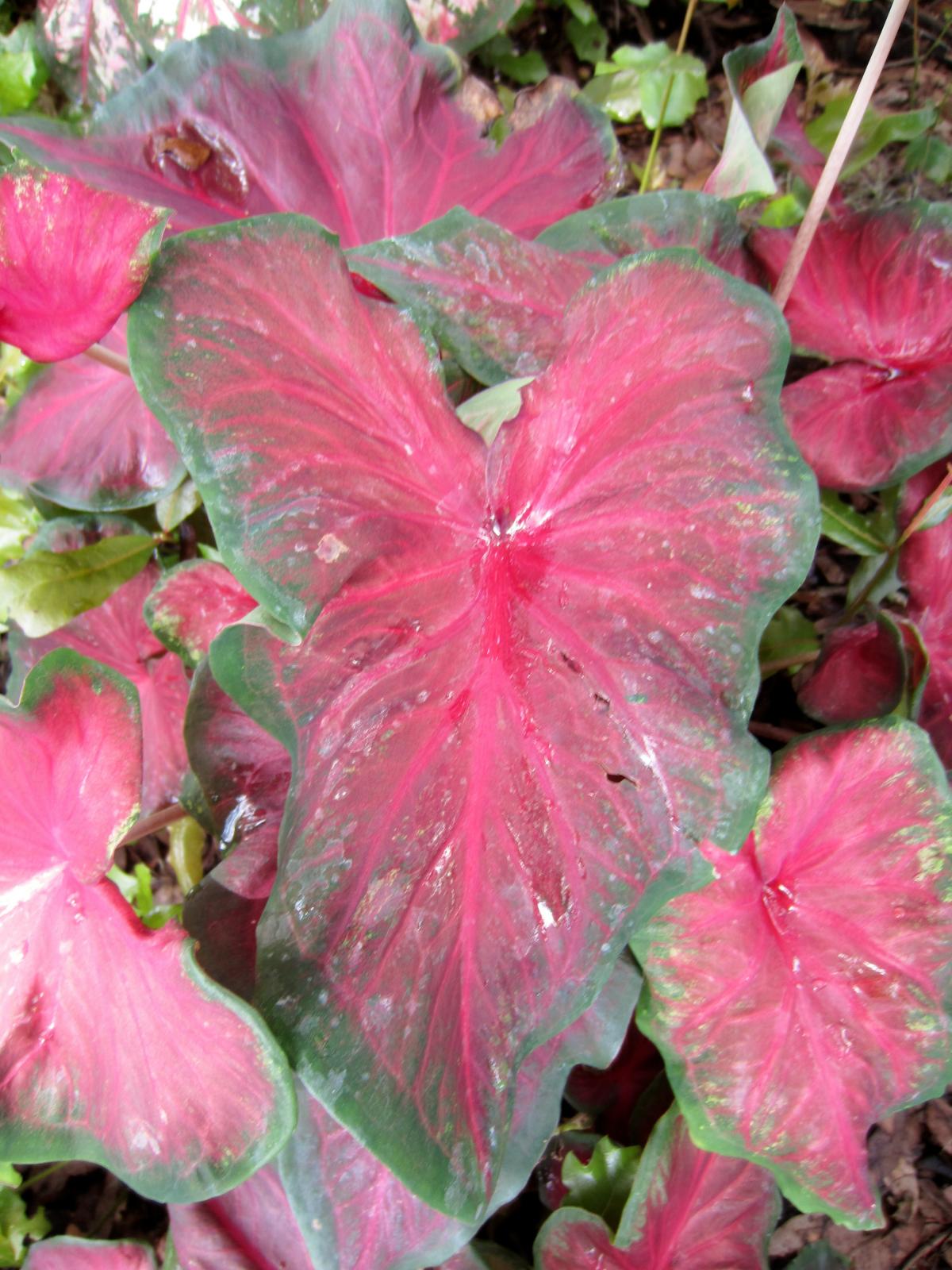 new Caladium varieties - TROPICAL LOOKING PLANTS - Other Than Palms ...