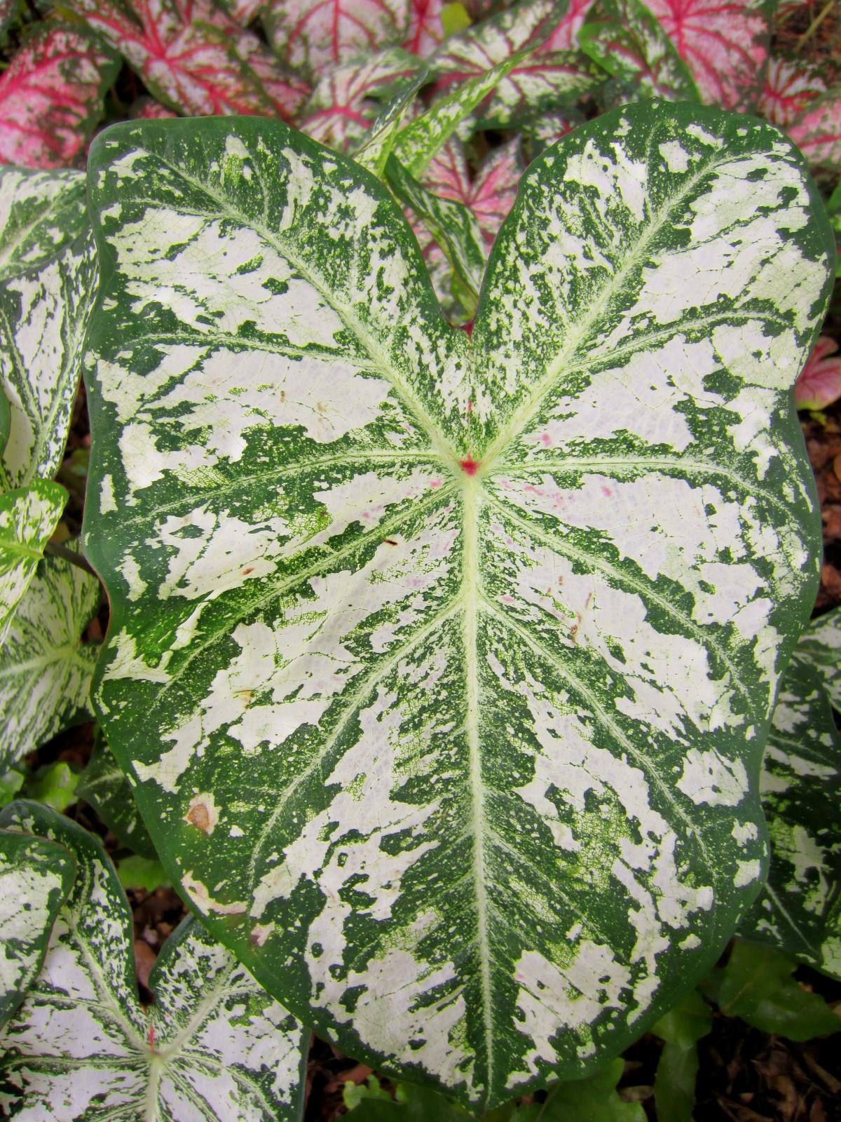 new Caladium varieties - TROPICAL LOOKING PLANTS - Other Than Palms ...
