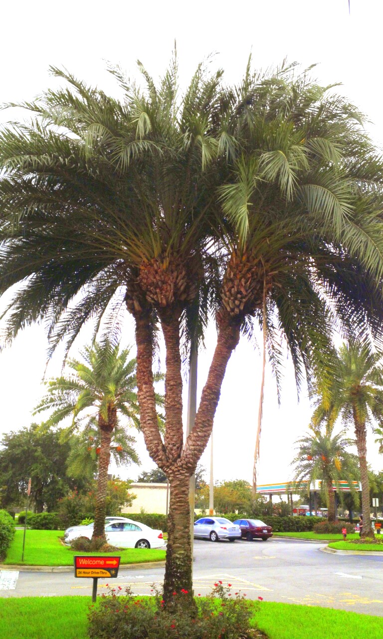 branched Phoenix sylvestris with multiple heads - DISCUSSING PALM TREES ...