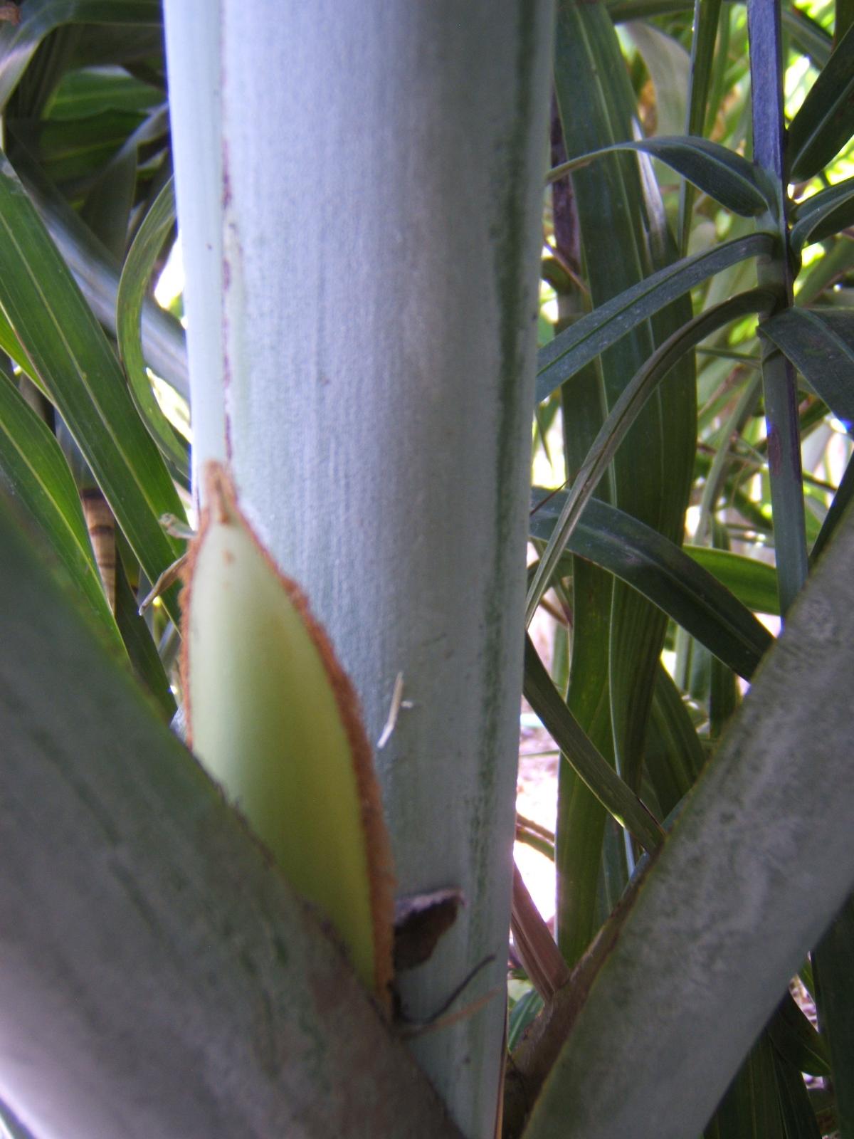 Pseudophoenix sargentii blooms again! - DISCUSSING PALM TREES WORLDWIDE ...