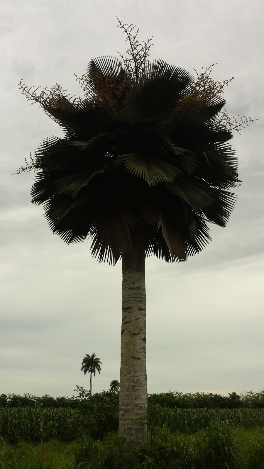 Copernicia fallaense - DISCUSSING PALM TREES WORLDWIDE - PalmTalk