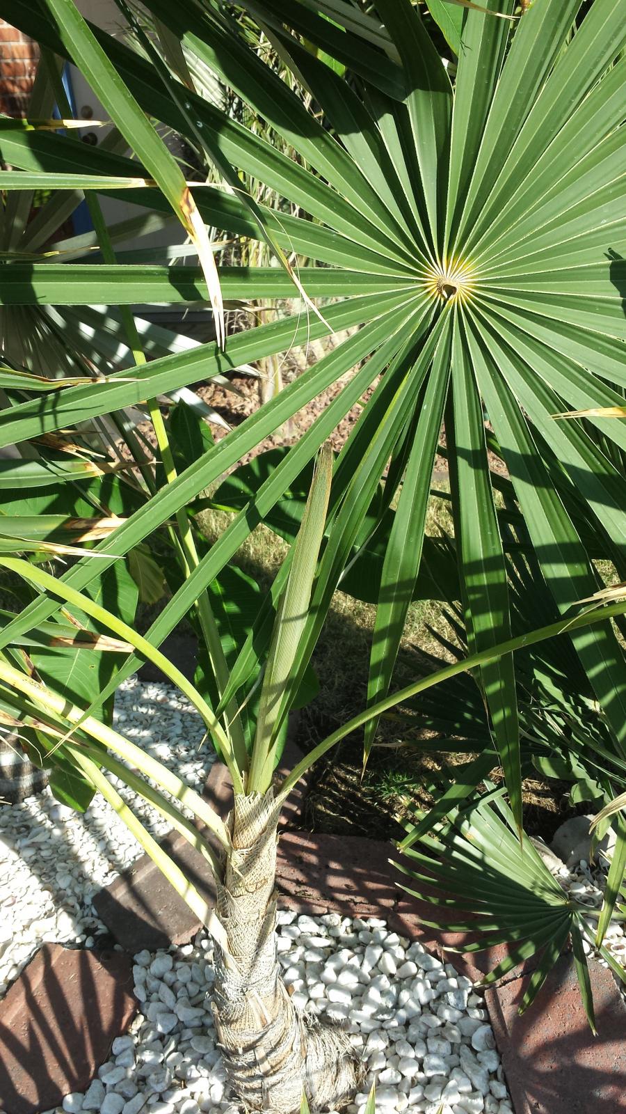 Coccothrinax macroglossa azul - DISCUSSING PALM TREES WORLDWIDE - PalmTalk