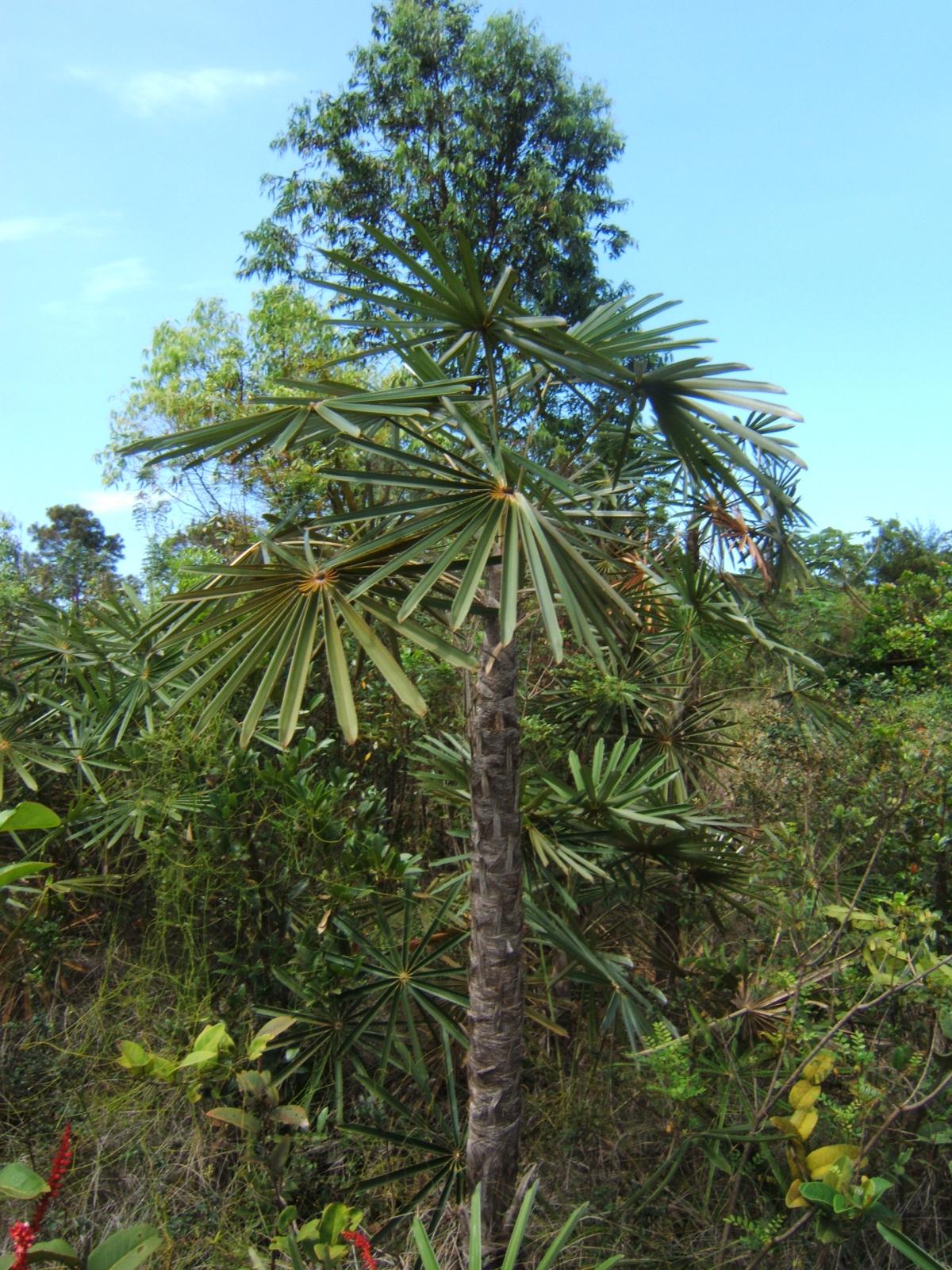 Coccothrinax moaensis : Habitat pics from Cuba - DISCUSSING PALM TREES ...