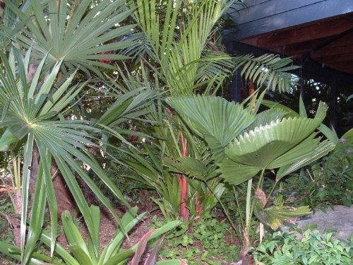 Photos of the garden - DISCUSSING PALM TREES WORLDWIDE - PalmTalk