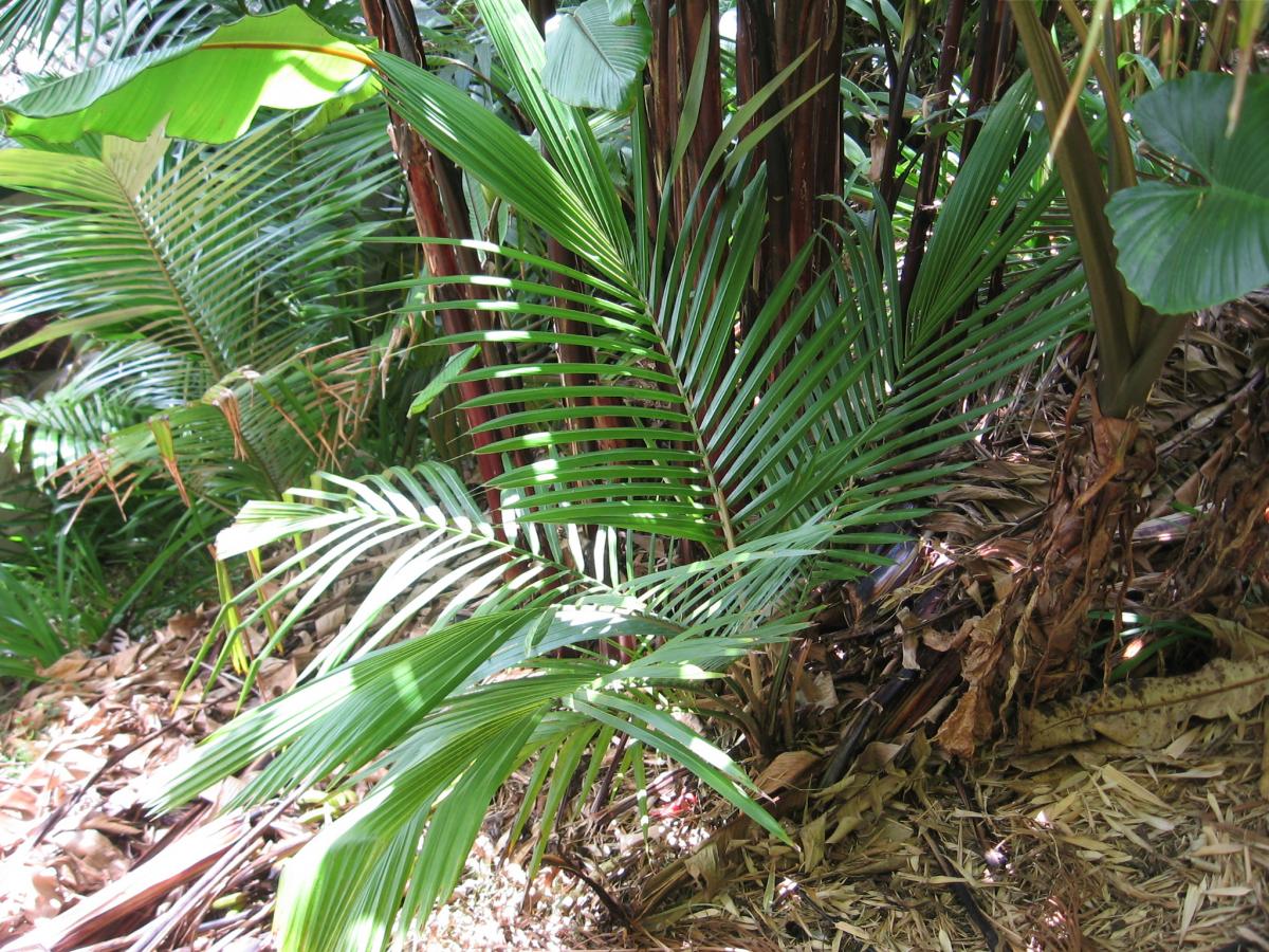 Ceroxylon amazonicum! - DISCUSSING PALM TREES WORLDWIDE - PalmTalk