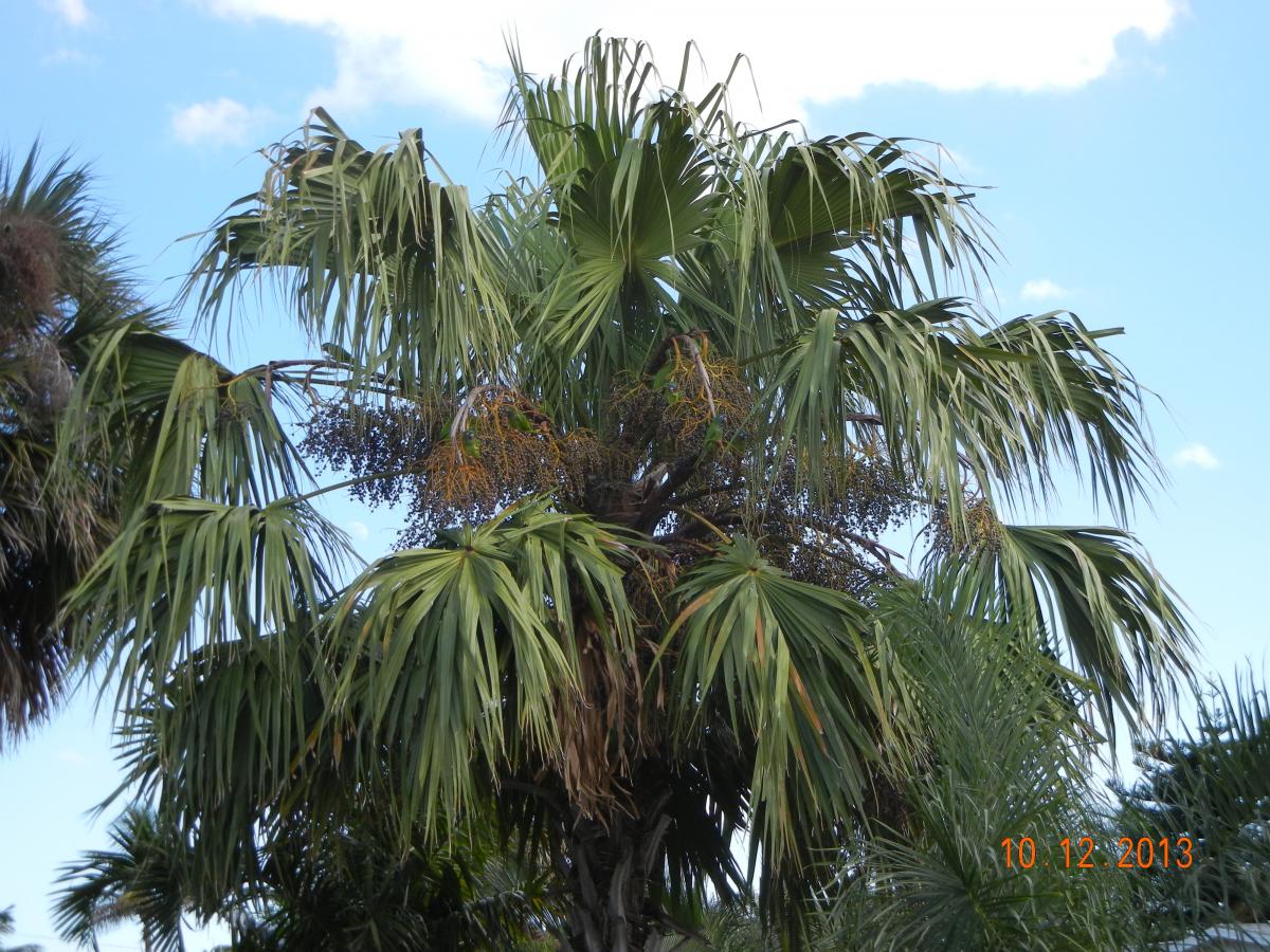 Livistona saribus seeds for sale - For Sale - PalmTalk