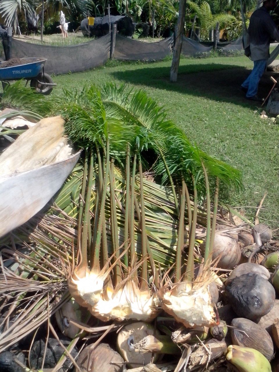 Cycas bifida flush damage - TROPICAL LOOKING PLANTS - Other Than Palms ...