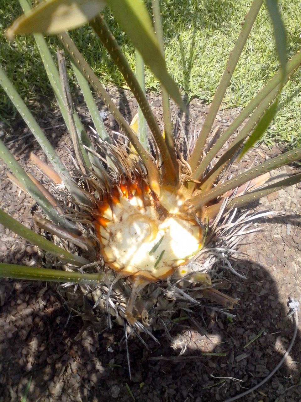 Cycas bifida flush damage - TROPICAL LOOKING PLANTS - Other Than Palms ...