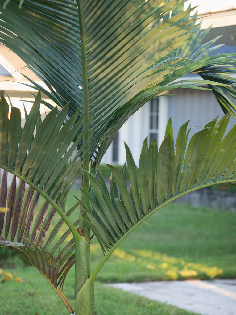 Satakentia? - DISCUSSING PALM TREES WORLDWIDE - PalmTalk