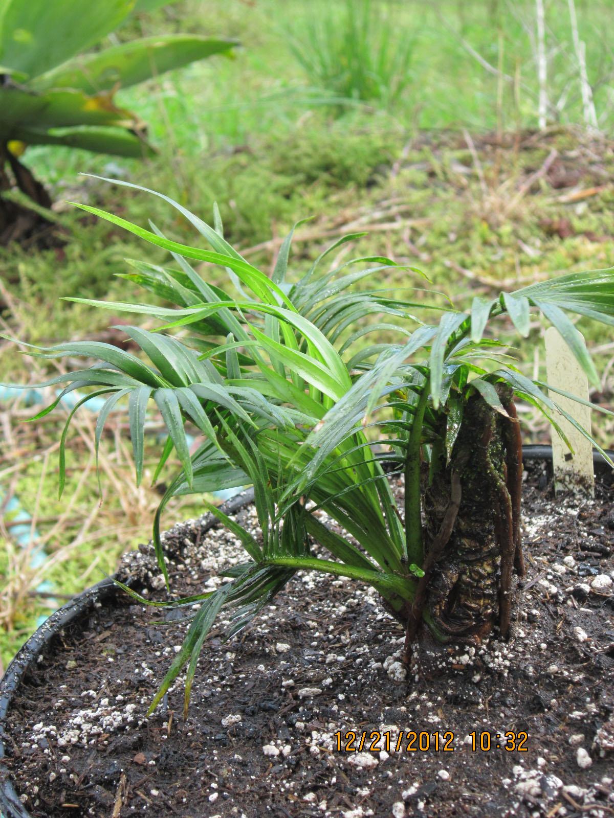 Ravenea/Dypsis questions - DISCUSSING PALM TREES WORLDWIDE - PalmTalk