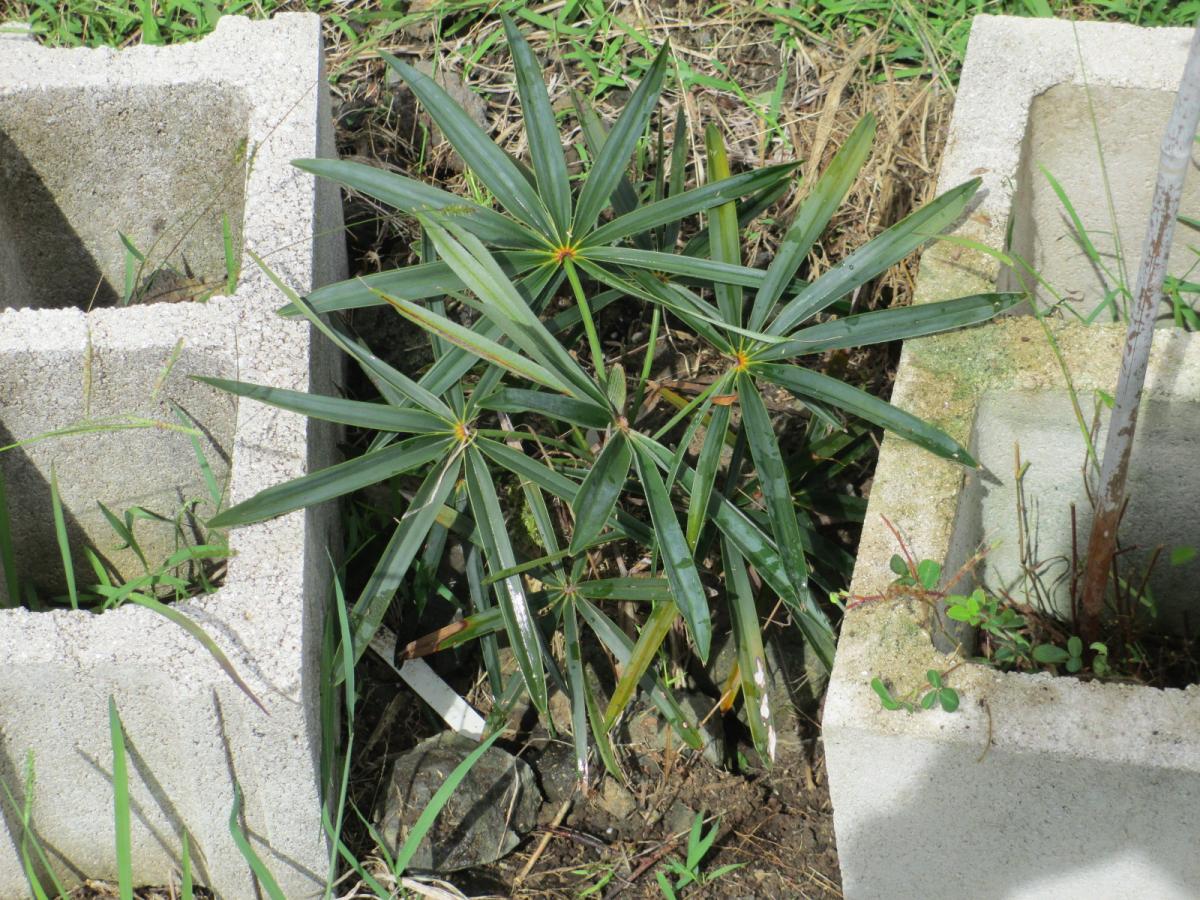 Coccothrinax 'azul' - ready to put in ground - DISCUSSING PALM TREES ...