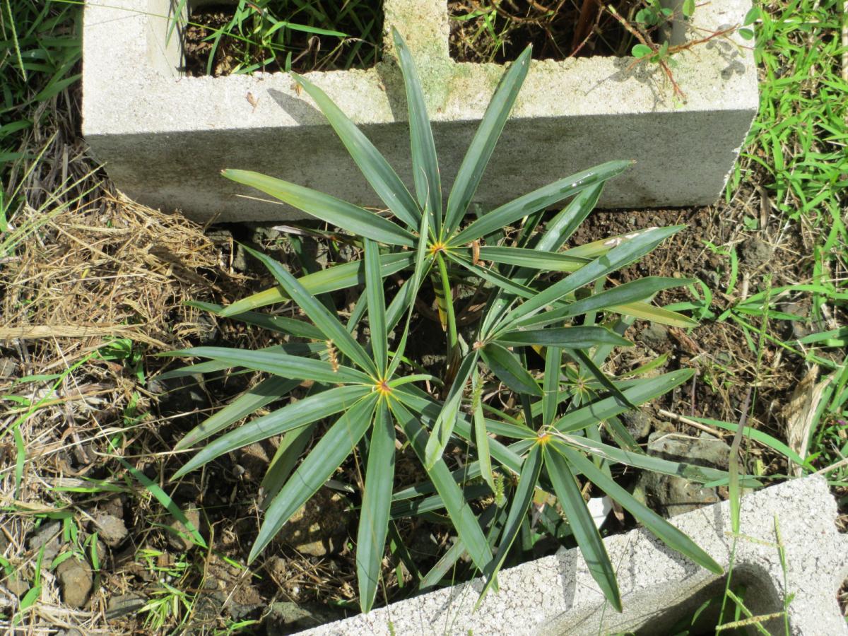 Coccothrinax 'azul' - ready to put in ground - DISCUSSING PALM TREES ...