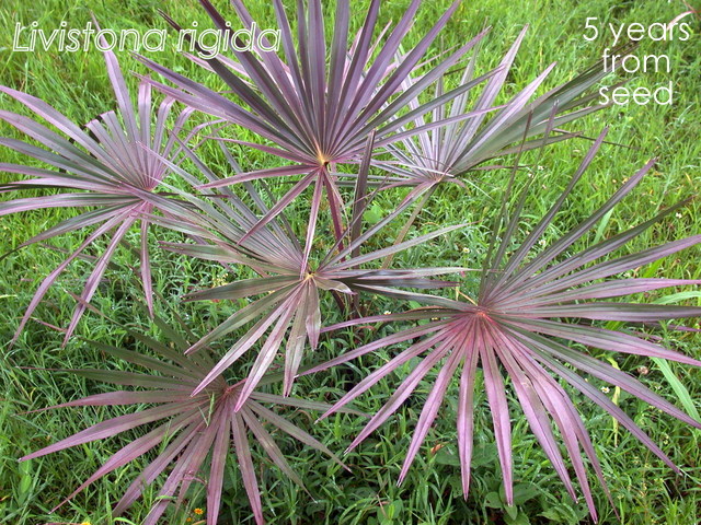 Livistona rigida at 5, 7 & 12 years - DISCUSSING PALM TREES WORLDWIDE ...