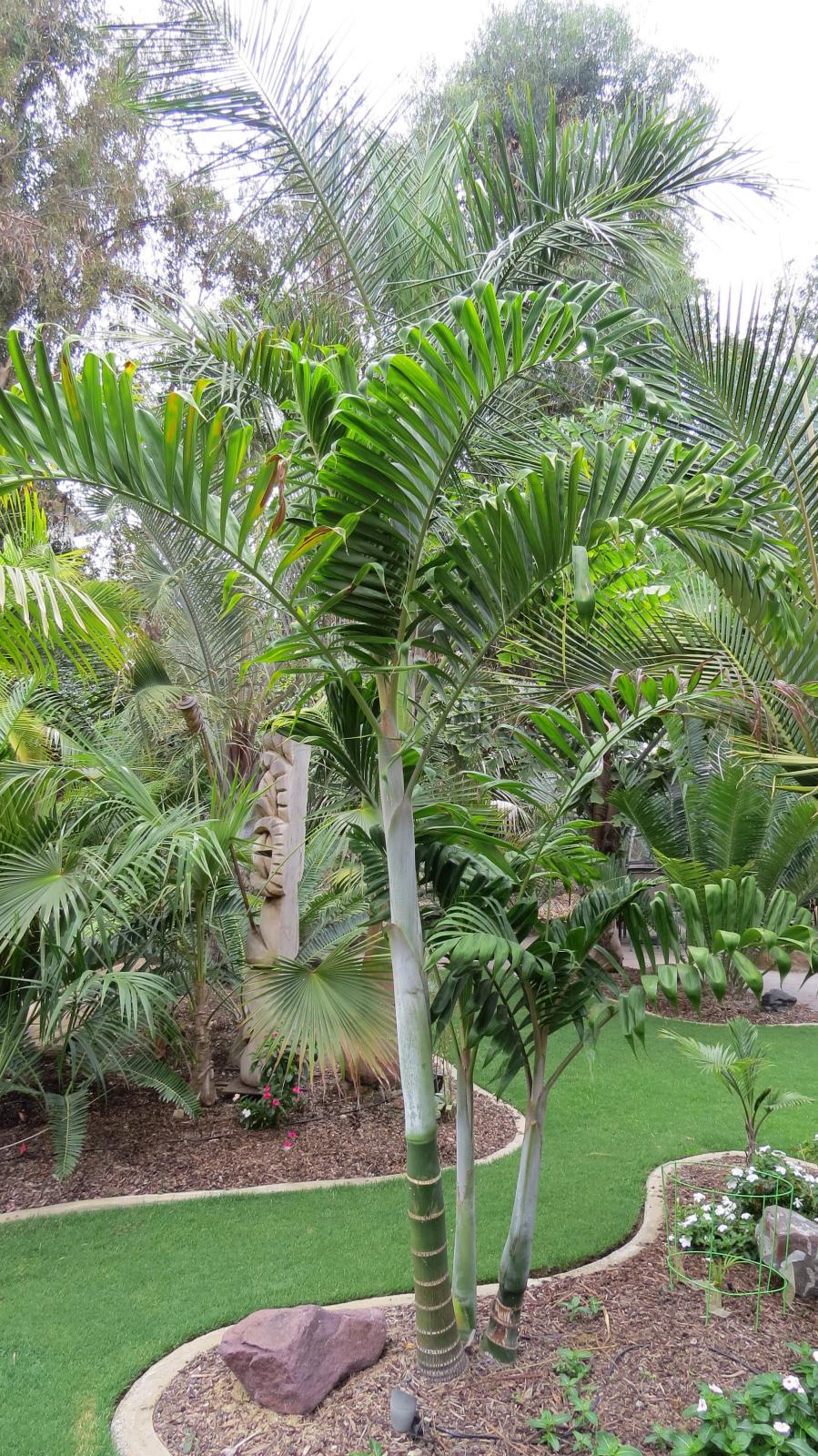 clumping Dypsis perfection - DISCUSSING PALM TREES WORLDWIDE - PalmTalk