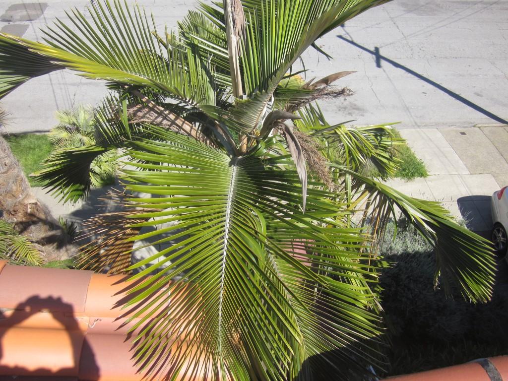 Ceroxylon parvifrons - DISCUSSING PALM TREES WORLDWIDE - PalmTalk
