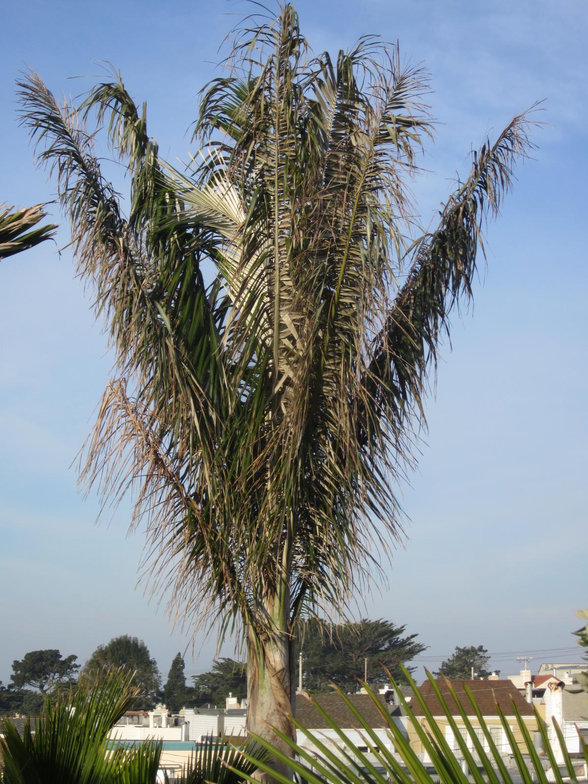 Ceroxylon dreams - shattered! - DISCUSSING PALM TREES WORLDWIDE - PalmTalk