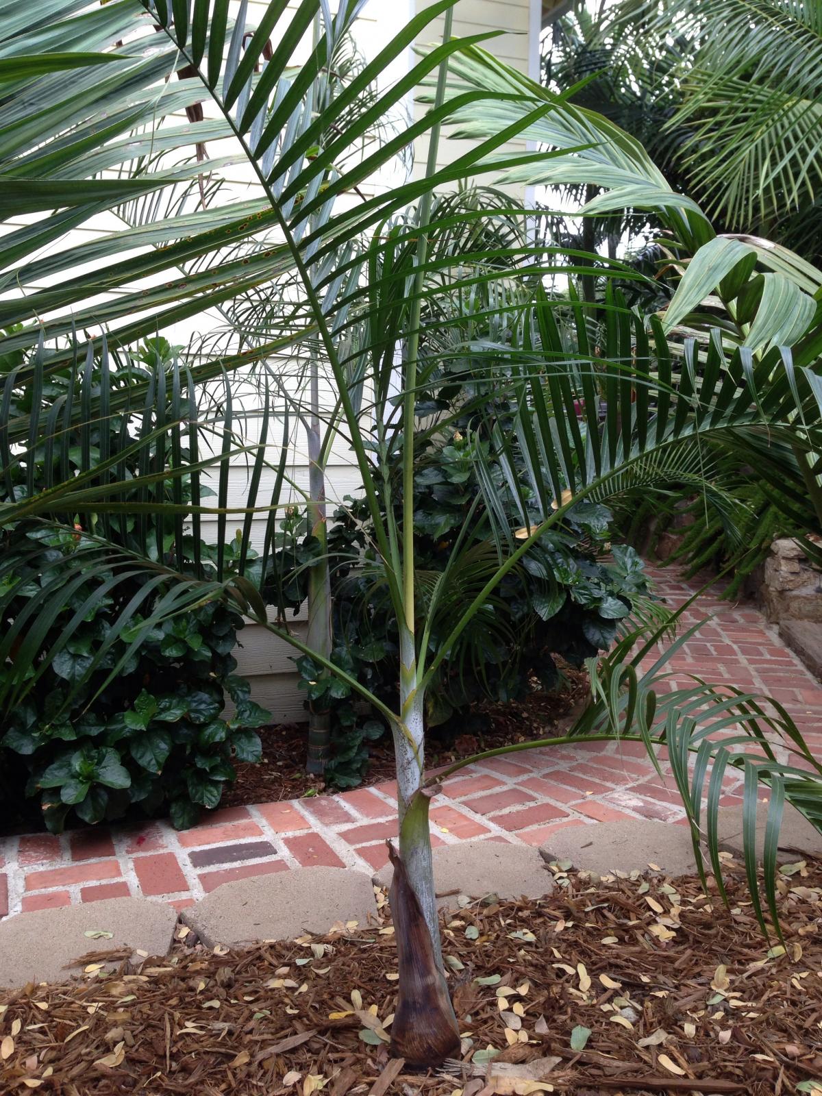 A few photos inspired by our morning view - Page 2 - DISCUSSING PALM ...