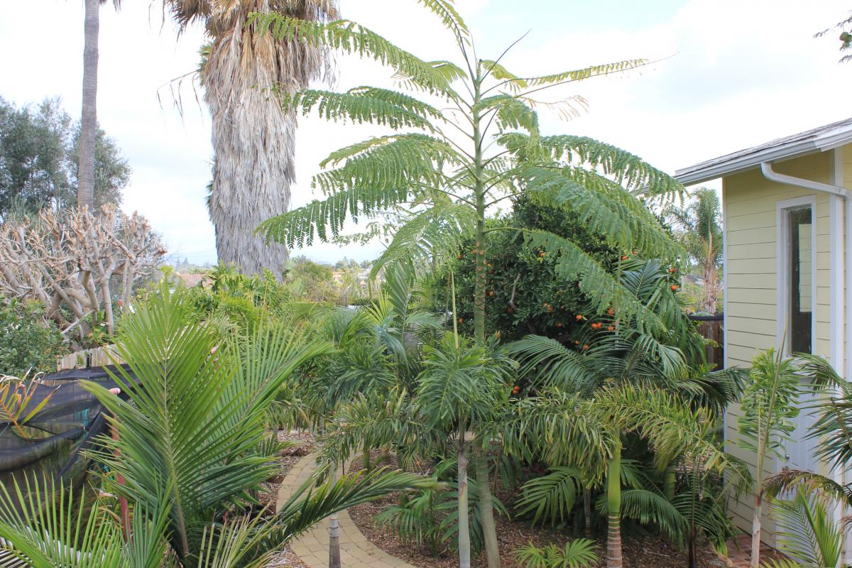 What a difference 2 years makes - DISCUSSING PALM TREES WORLDWIDE ...