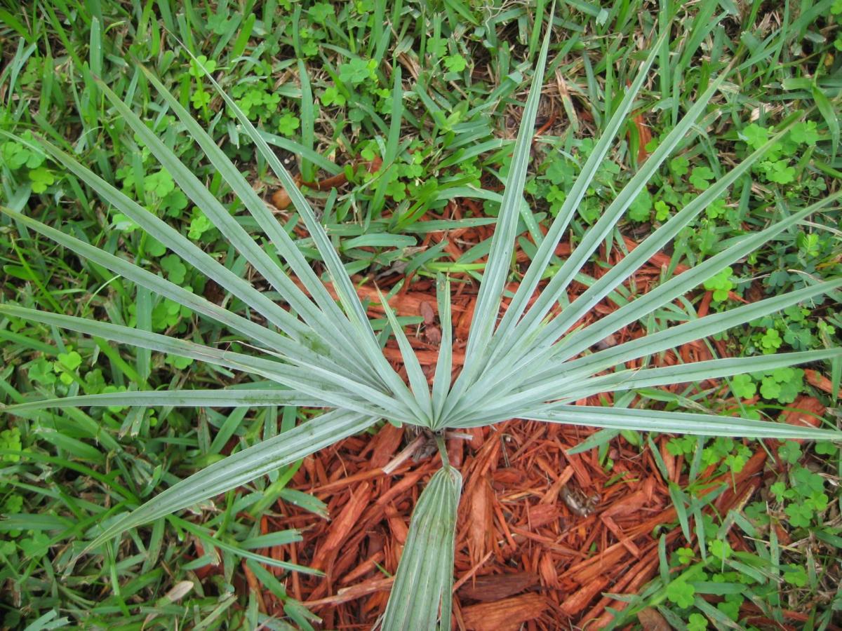 Brahea clara var. Icy Blue - DISCUSSING PALM TREES WORLDWIDE - PalmTalk