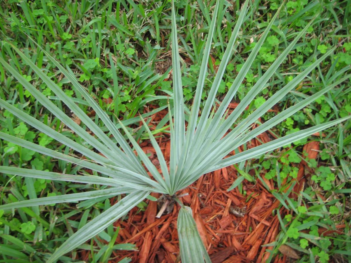 Brahea clara var. Icy Blue - DISCUSSING PALM TREES WORLDWIDE - PalmTalk