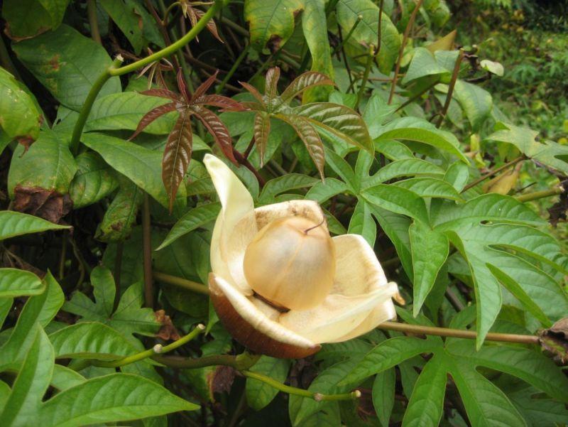 Hawaiian Woodrose Flowers (Merremia tuberosa) - For Sale - PalmTalk