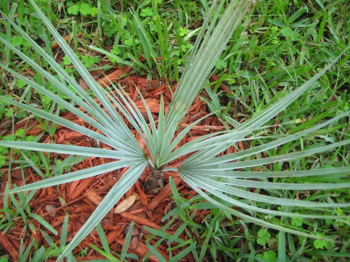 Brahea clara var. Icy Blue - DISCUSSING PALM TREES WORLDWIDE - PalmTalk