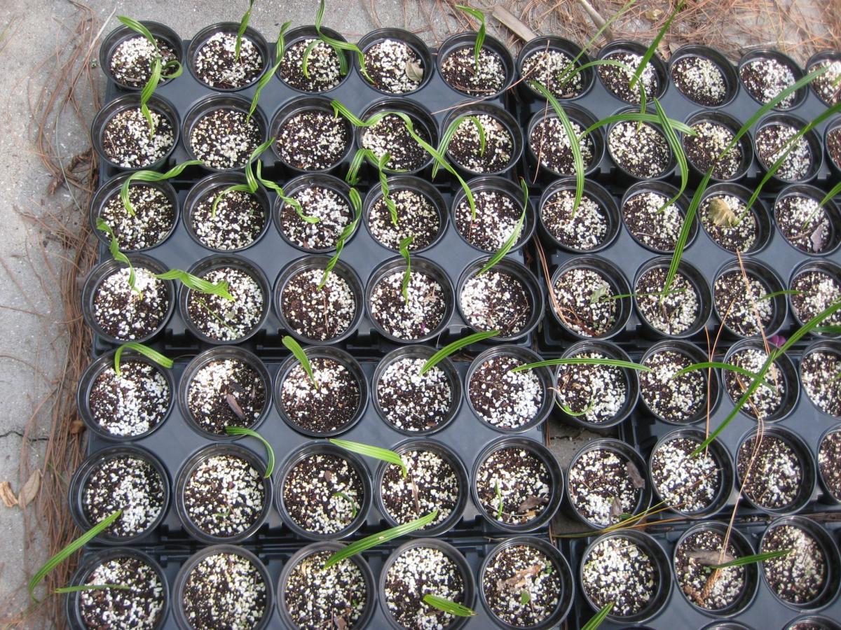 Phoenix canariensis var. corkscrew - DISCUSSING PALM TREES WORLDWIDE ...