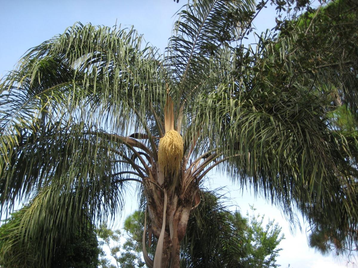 Syagrus romanzoffiana - DISCUSSING PALM TREES WORLDWIDE - PalmTalk