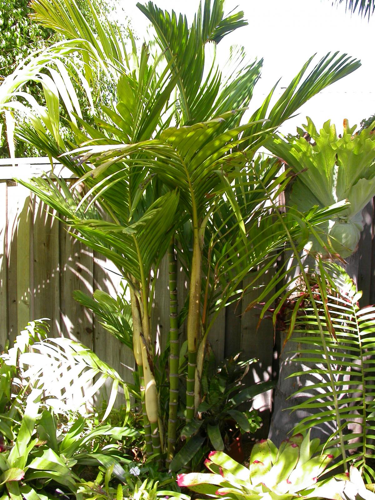 Pinanga coronata - DISCUSSING PALM TREES WORLDWIDE - PalmTalk