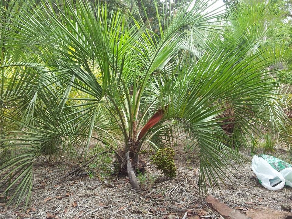 Butia ID - archeri or not - DISCUSSING PALM TREES WORLDWIDE - PalmTalk