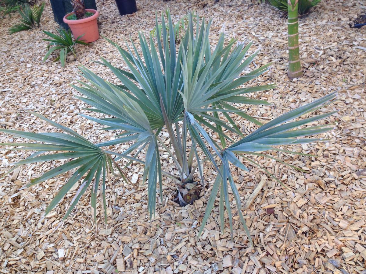 One frond is all she wrote - DISCUSSING PALM TREES WORLDWIDE - PalmTalk