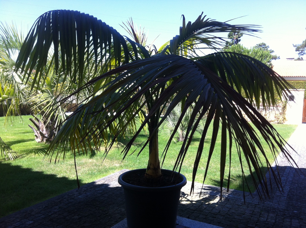 Pink rot on howea - DISCUSSING PALM TREES WORLDWIDE - PalmTalk